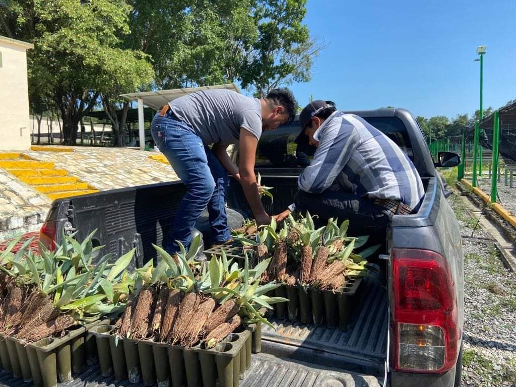 SLP más verde con la plantación de 20 mil árboles