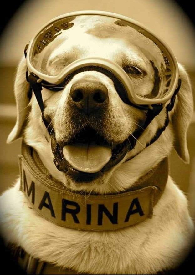 (Video) Triste noticia! fallece Frida, la perrita rescatista (Video) Triste noticia! fallece Frida, la perrita rescatista