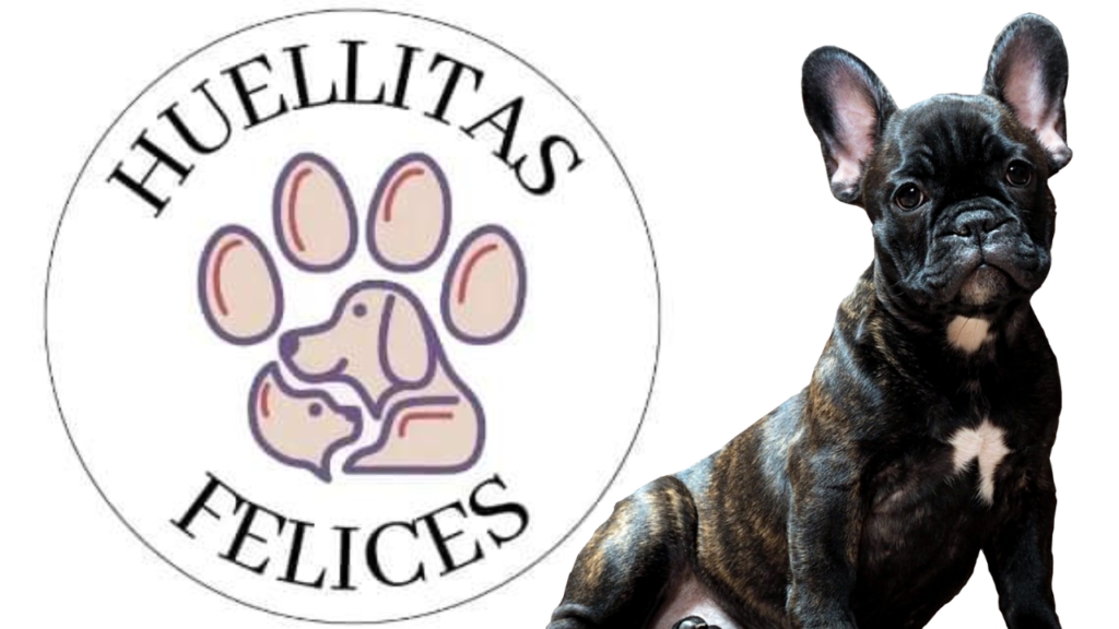 Nace “Huellitas Felices” campaña en pro de los animales