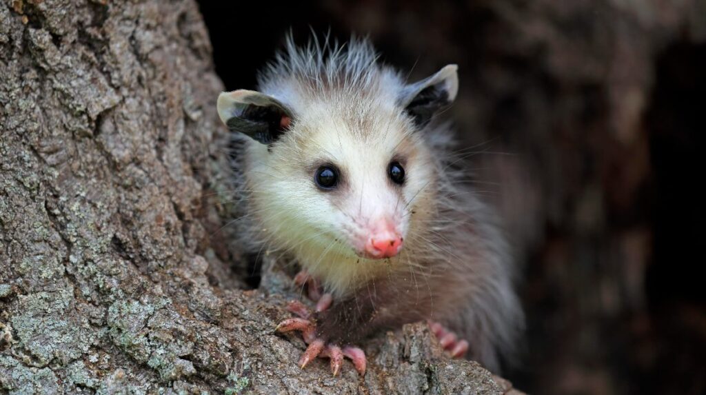 ¿Cuáles son las especies de tlacuaches en México?