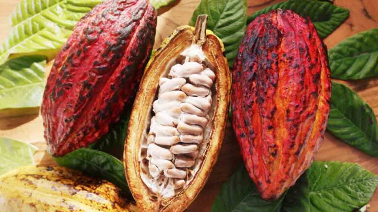 Cacao, principales beneficios de este alimento para la salud